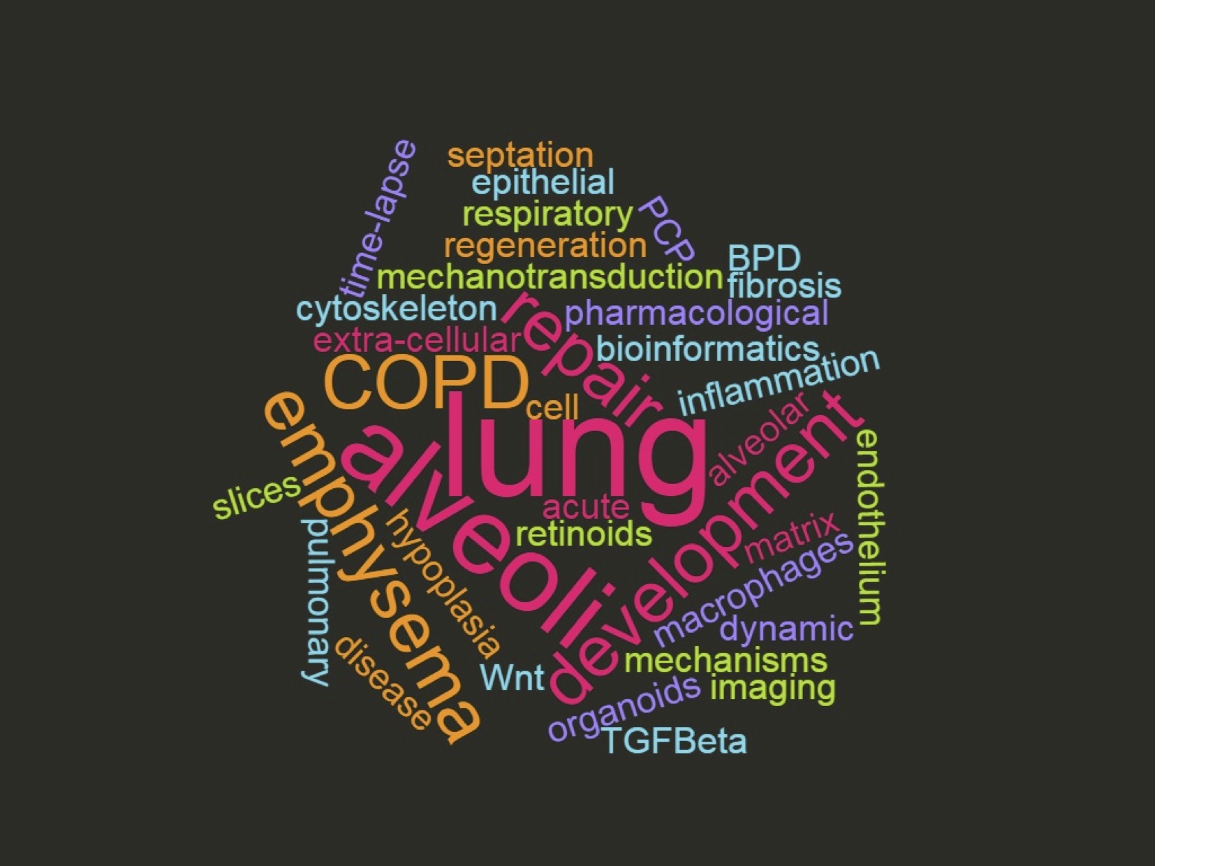 Lung Development & Repair Group – Investigating mechanisms of lung ...
